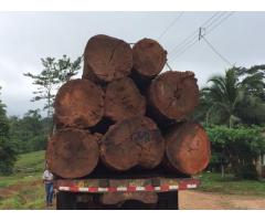 Madera rolliza ó en troza - Mercado Forestal Costa Rica